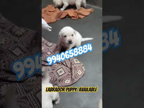 CHEAPEST PRICE PUPPIES FOR SALE IN CHENNAI BRODWAY PET MARKET LATEST VIDEO SUNDAY PET MARKET