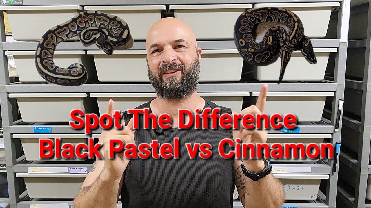 Black Pastel OR Cinnamon? Do You Know The Difference?