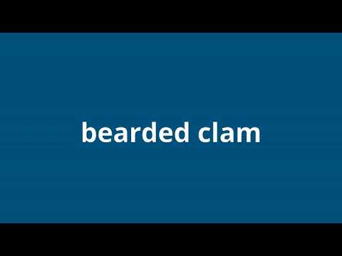 what is the meaning of bearded clam.