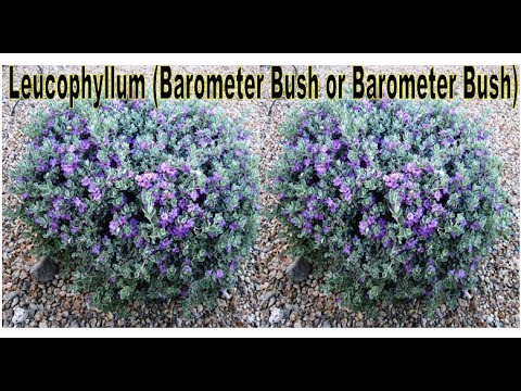 Leucophyllum (Barometer Bush or Barometer Bush)