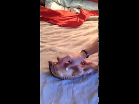 Baby Armadillo Loves To Be Tickeled