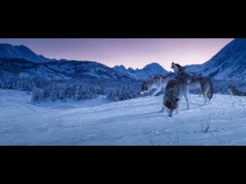 Behind the Scenes- Double Vision-- Alaska by Artist Jon Van Zyle and Photographer Jeff Schultz