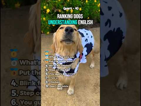 Top 9 Dogs That understand English part 4 #dog #funny #comedy #dogshorts