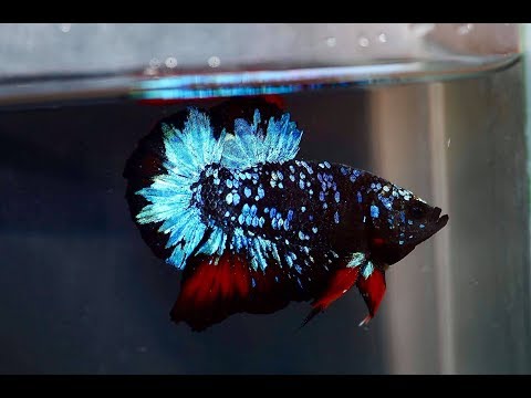 Betta trainer - Galaxy dot dot BETTA