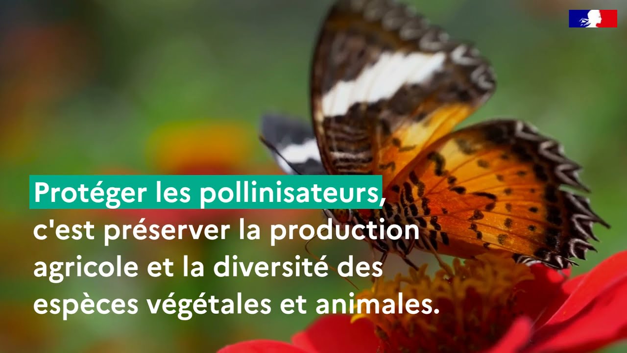 Lancement du plan national pollinisateurs 2021-2026