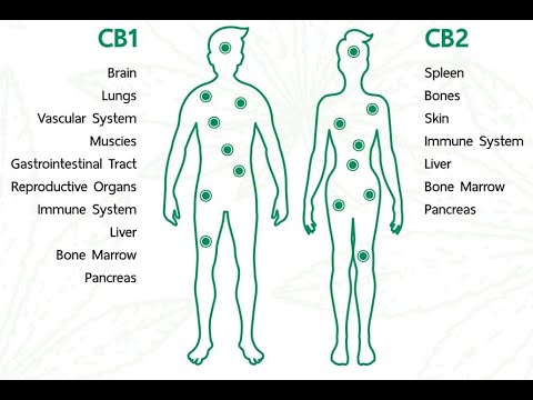 Endocannabinoid system basics. What does ECS stand for?