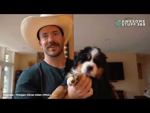 This Giant Dog have Strongest Pulling Abilities! | Awesome Stuff 365