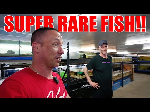RARE AQUARIUM FISH STORE!!! Picking up my DISCUS!!