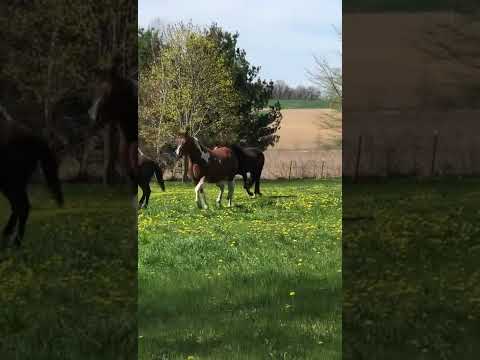 Horses let out to pasture ❤️🐎