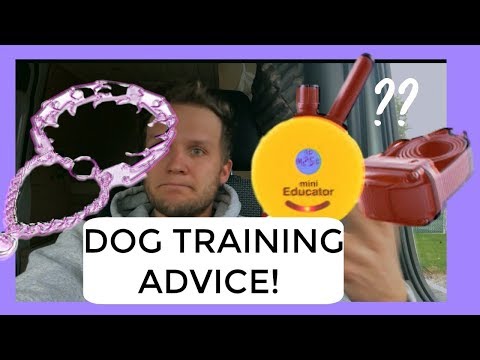 Why use a prong collar/Ecollar? Dog training advice with America's Canine Educator