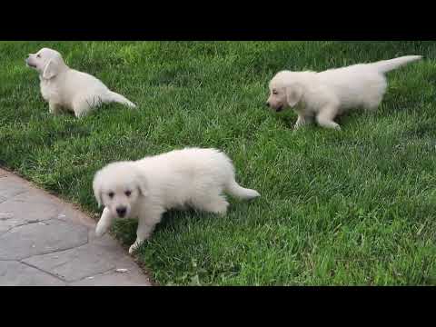 English Cream Golden Retriever Puppies For Sale