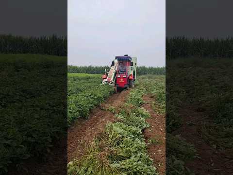 Modern Agricultural Mechanization, Peanut Combined Harvester #agriculture #modern #peanut