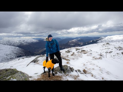 Hurtta extreme parka #hurtta #hundeutstyr #hund