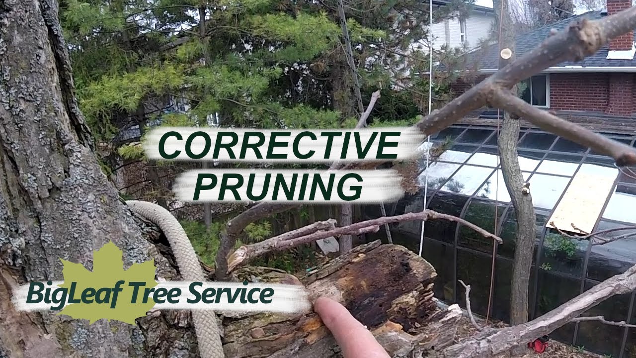 Corrective Pruning