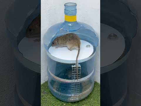 Homemade trap/World's Best Mouse Trap with Plastic Jar #rat