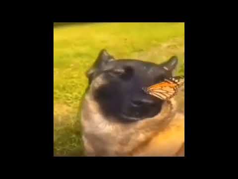 Steam Community :: Video :: dog with butterfly