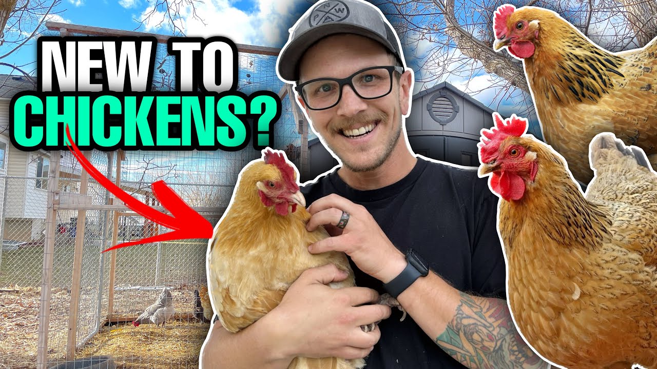 7 Tips For New Chicken Owners!