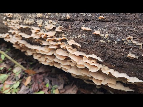 Foraging for South Georgia Mushrooms🍄