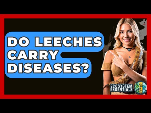 Do Leeches Carry Diseases? - Ecosystem Essentials