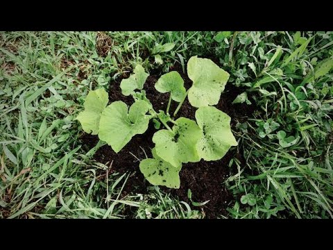 Why Perennial Cover Crops Don't Work