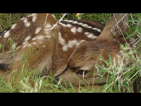 ODFW Mule Deer Nutrition & Predation Study Eastern Oregon 2023