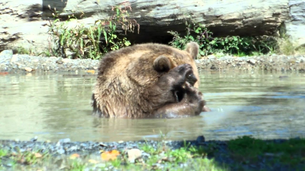 Happy bear playing in the pond!