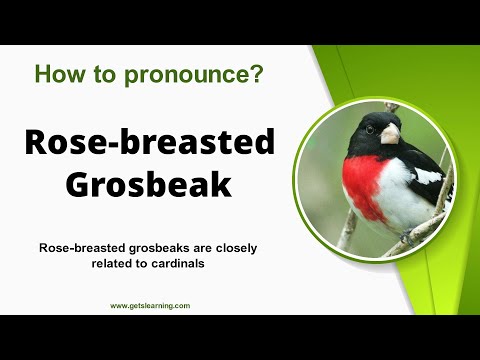 How to pronounce (Rose-breasted Grosbeak) in English correctly