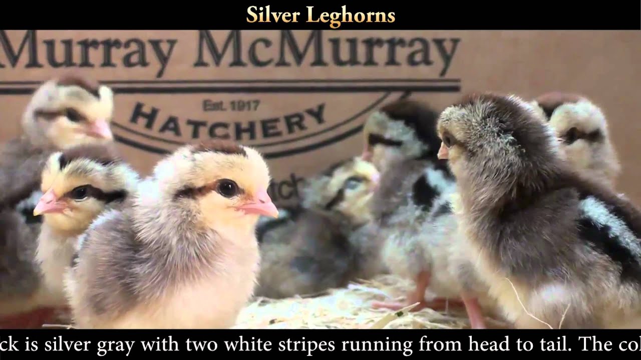 Silver Leghorn Chicks