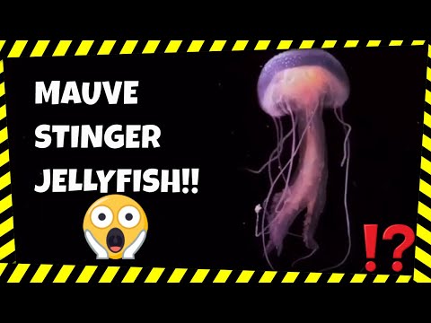 MAUVE STINGER JELLYFISH - MEDITERRANEAN TERROR