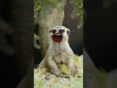 What does the meerkat say?