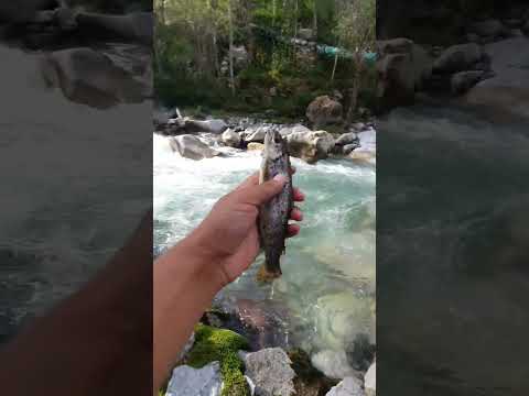 Fresh Trout Fish in Gilgit Baltistan Pakistan π΅π° π#travel #fishing #explore #unseen #beautiful #pak