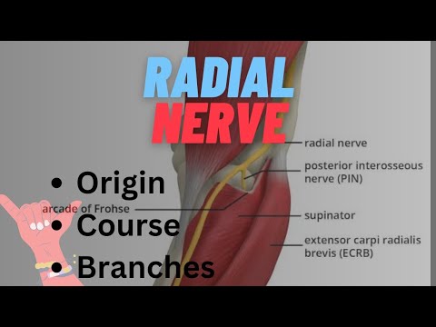Radial Nerve Course and Branches