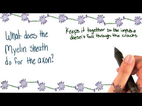 Myelin sheath - Intro to Psychology