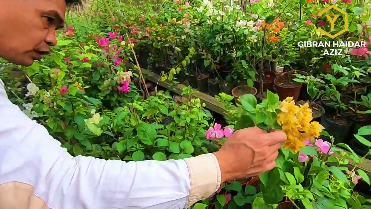 Spill harga Bibit Bunga Bougenville di Al Baya Bonsai