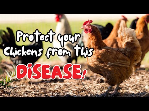 How to Spot and Manage Infectious Coryza in Your Chickens | Infectious Coryza 101: A Nerdy Guide
