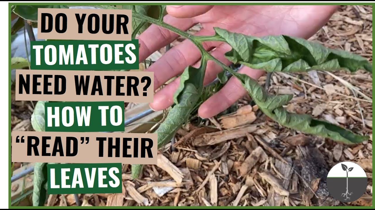 How to water tomatoes? 