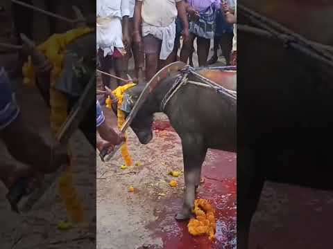 ???? ????దున్నపోతు బలి ???????? | #poleramma #viral #trending #ytshorts