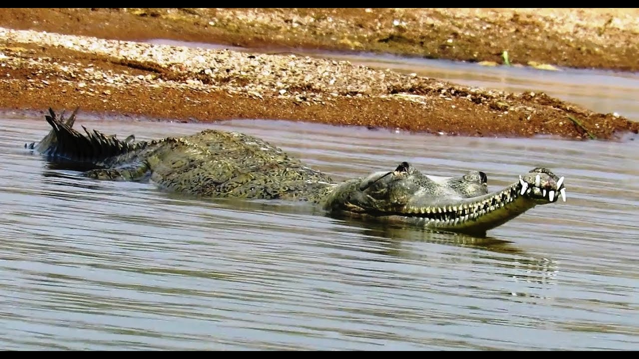 Crocodiles, Gharials. Alligators- Who's the deadliest-How to Identify Them?