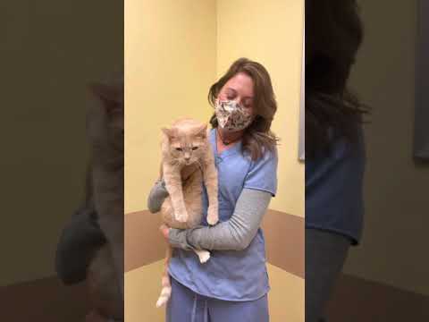 How to give your cat pill/tablet medication!