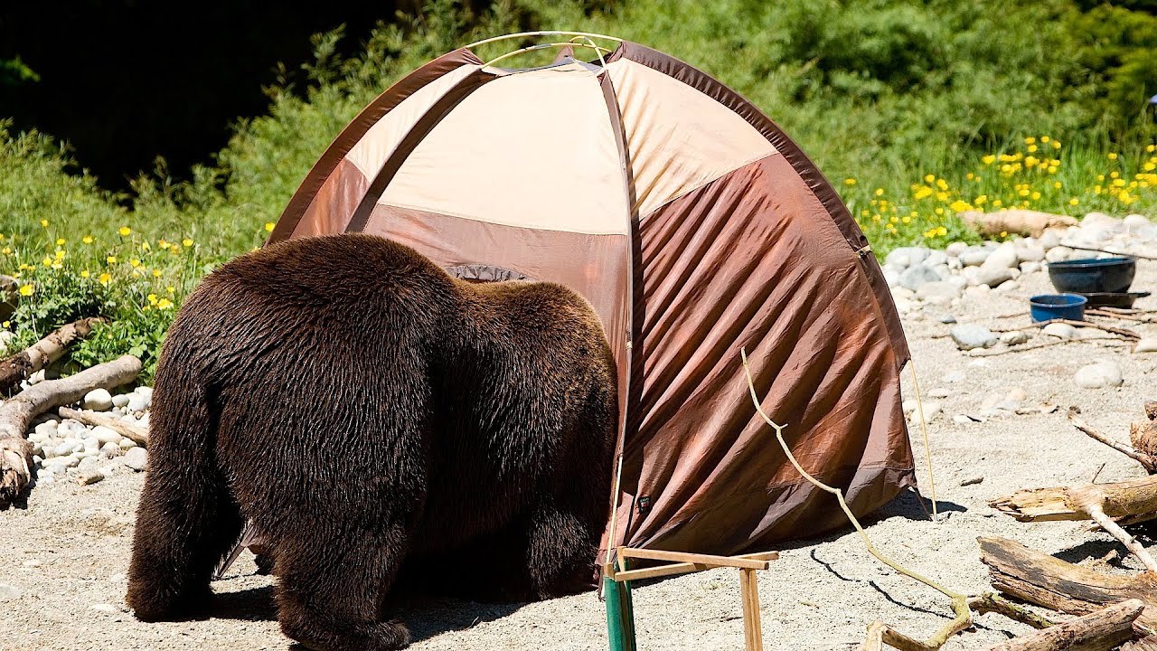 How to Protect Yourself from Bears | Camping