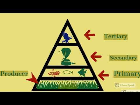 Energy Pyramid : (Food chain part 2) ... Why Energy Pyramid looks like a pyramid ?... In a nut shell