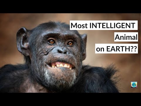 Most intelligent Animal in the World | IQ ranking |Top smart Animals