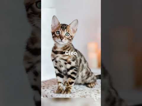 Cat names! Comment if the names were cute!#myedit #cats #kitten #names