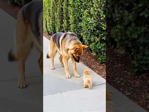 Big Dog Comforts Crying Tiny Puppy in the Sweetest Way โค๏ธ๐ถ