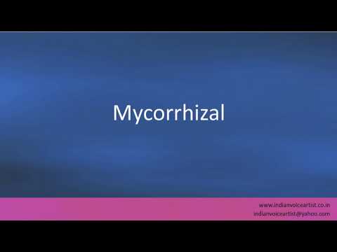 Pronunciation of the word(s) "Mycorrhizal".