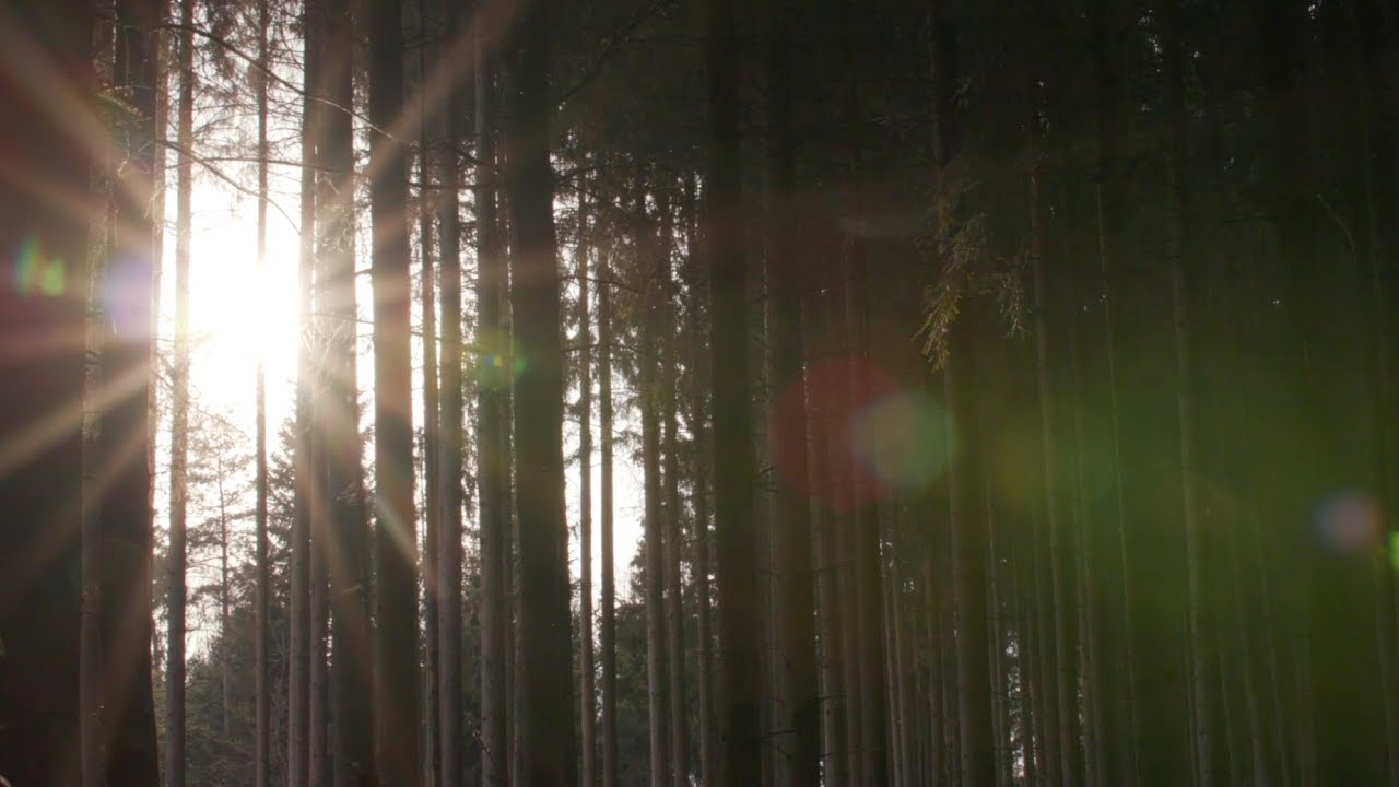 Science fiction – science facts: Can you count all the trees on earth?