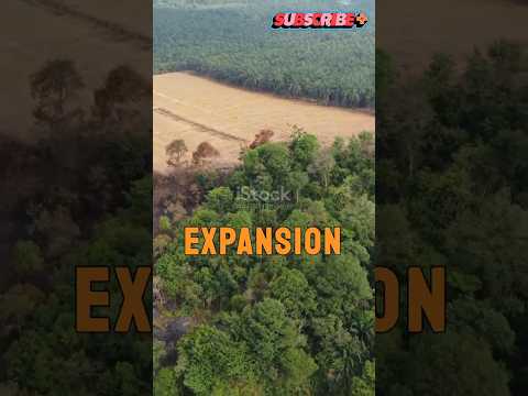Amazon Paradox: Green Summit Amidst Deforestation 🌳🔥 | Environmental Crisis & Solutions