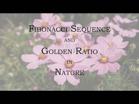 Fibonacci Sequence and the Golden Ratio in Nature