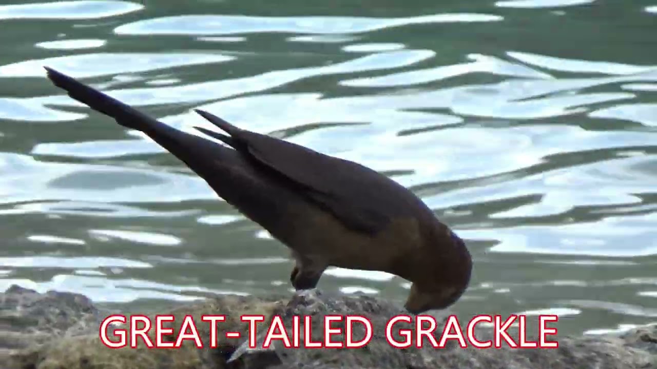 3 SPECIES OF GRACKLE