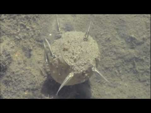 Weird “Bubble Creatures” Invade Nature Preserve During Full Moon | This ...